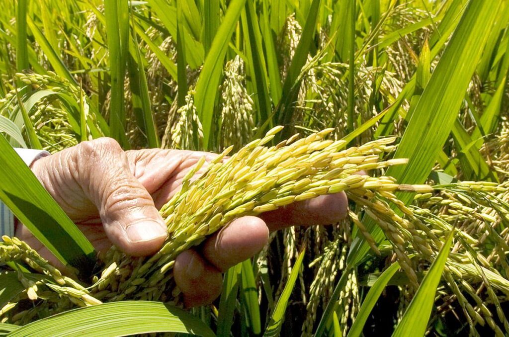 ADOFA garantiza estabilidad en el mercado arrocero con producción ...